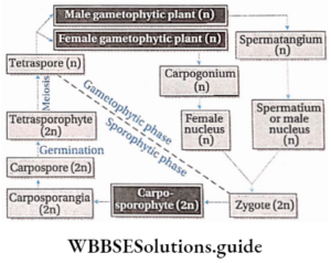 Red Algae General Characteristics Notes - WBBSE Solutions