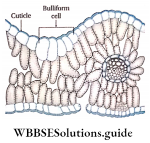 Anatomy Of Flowering Plants Notes - WBBSE Solutions