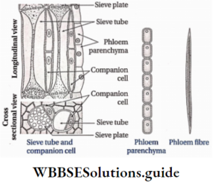 Anatomy Of Flowering Plants Notes - WBBSE Solutions