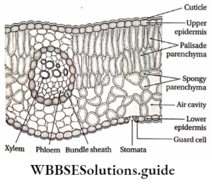Anatomy Of Flowering Plants Notes - WBBSE Solutions