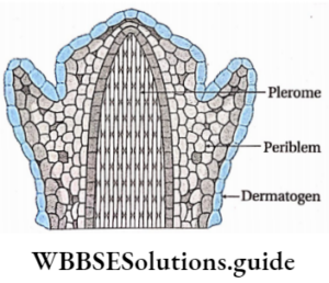 Shoot Apex Notes - WBBSE Solutions