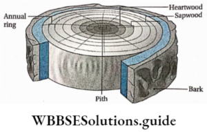 Anatomy Of Flowering Plants Notes - WBBSE Solutions
