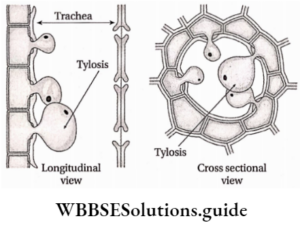 Anatomy Of Flowering Plants Notes - WBBSE Solutions