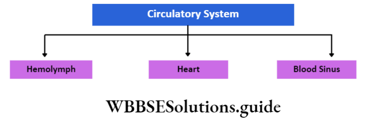 Morphology Anatomy Of An Insect Cockroach Notes - WBBSE Solutions
