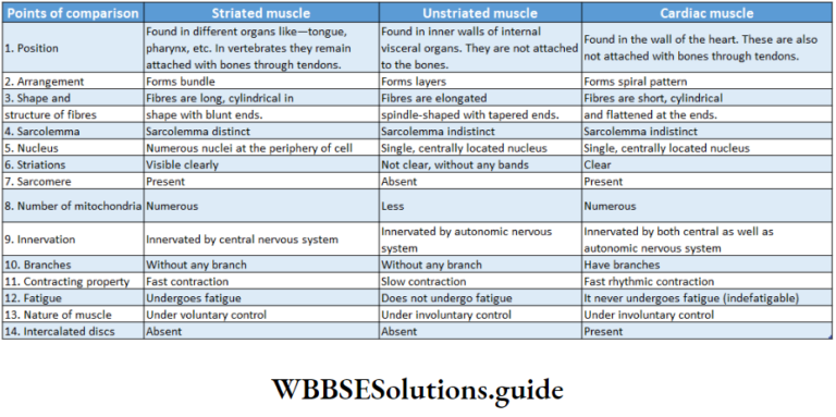Muscular Tissue - Structure, Functions and Types Notes - WBBSE Solutions