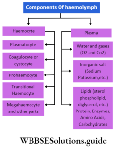 Morphology Anatomy Of An Insect Cockroach Notes - WBBSE Solutions