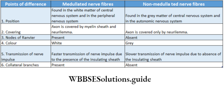 Nervous Tissue - Characteristics, Structure, Function Notes - WBBSE ...