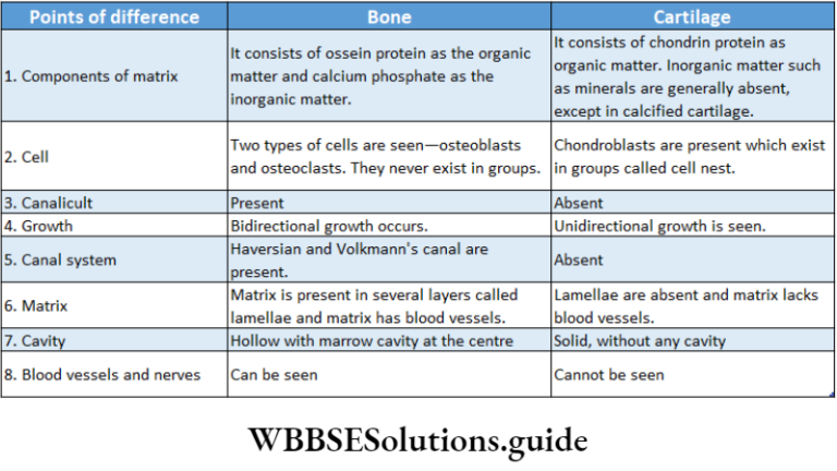 Structural Organization In Animals Notes - WBBSE Solutions