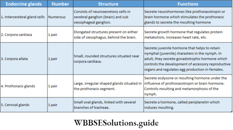 Haemocytes In Insects Notes - WBBSE Solutions