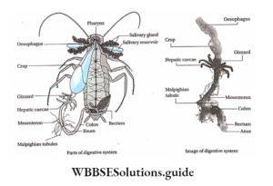 Morphology Anatomy Of An Insect Cockroach Notes - WBBSE Solutions
