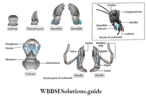 Morphology Anatomy Of An Insect Cockroach Notes - WBBSE Solutions