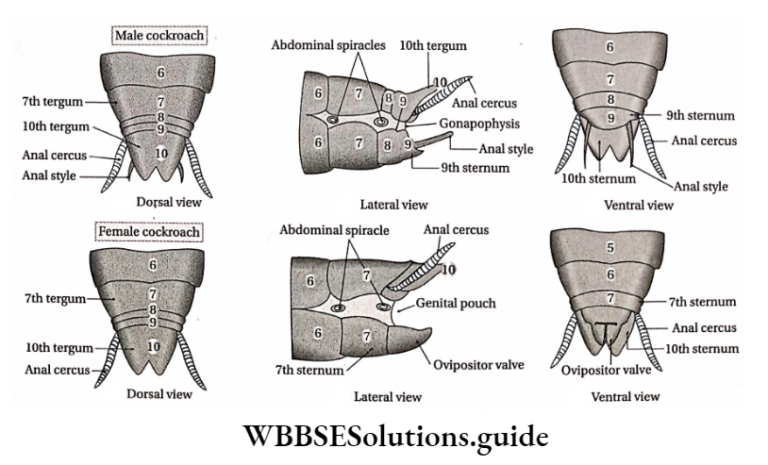 Morphology Anatomy Of An Insect Cockroach Notes - WBBSE Solutions