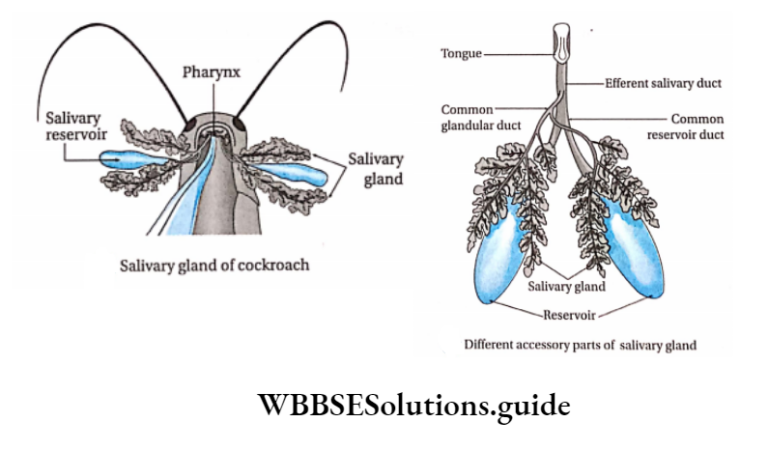 Morphology Anatomy Of An Insect Cockroach Notes - WBBSE Solutions