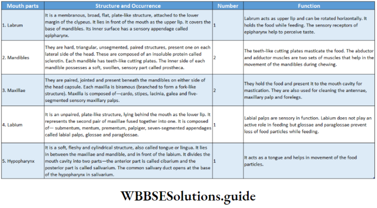Morphology Anatomy Of An Insect Cockroach Notes - WBBSE Solutions