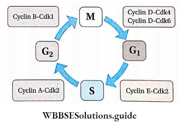 Cell Cycle And Cell Division Notes - WBBSE Solutions