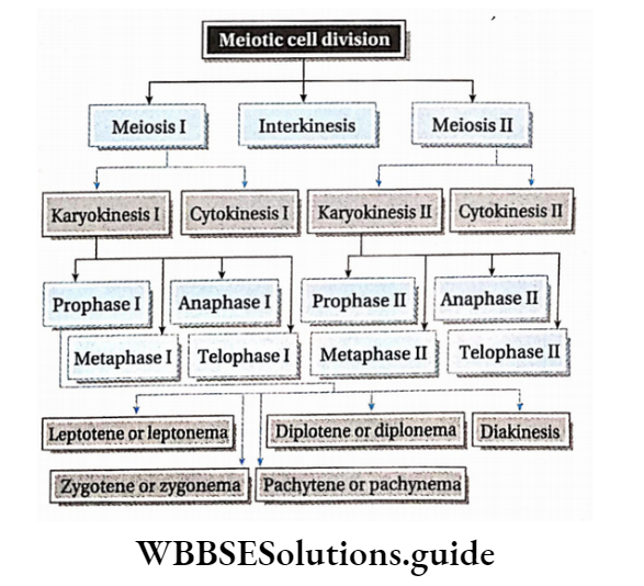 Cell Cycle And Cell Division Notes - WBBSE Solutions