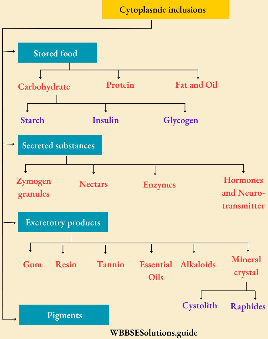 Nucleoplasm - Function, Components Notes - WBBSE Solutions