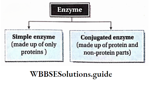 Metabolism - Definition, Types, Process - WBBSE Solutions