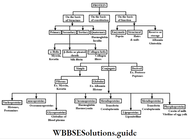 Biomolecules Notes - WBBSE Solutions