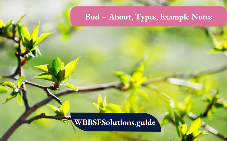 Bud - About, Types, Example Notes - WBBSE Solutions