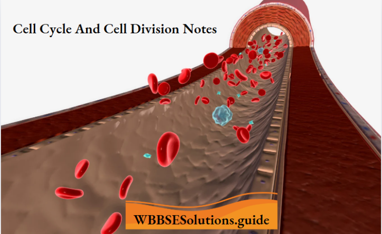 Cell Cycle And Cell Division Notes - WBBSE Solutions