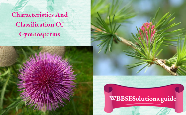 Characteristics And Classification Of Gymnosperms - WBBSE Solutions