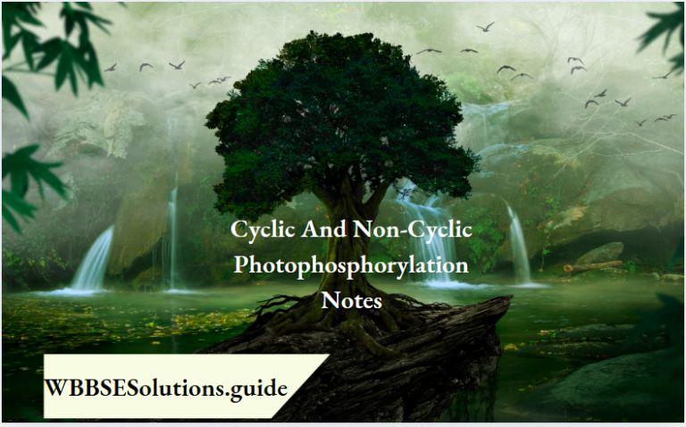 Cyclic And Non-Cyclic Photophosphorylation Notes - WBBSE Solutions