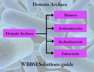 Archaebacteria Characteristics and Types Notes - WBBSE Solutions