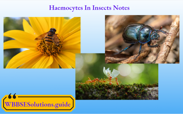 Haemocytes In Insects Notes - WBBSE Solutions