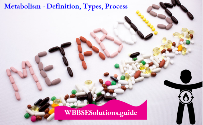 Metabolism - Definition, Types, Process - WBBSE Solutions