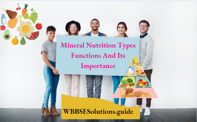 Mineral Nutrition Types Functions and Its Importance - WBBSE Solutions