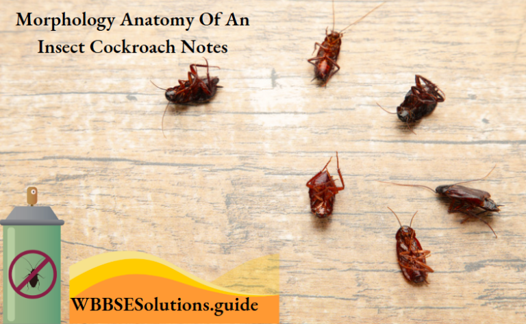 Morphology Anatomy Of An Insect Cockroach Notes - WBBSE Solutions
