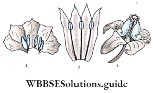 What Is Aestivation ? Describe Various Types Of Aestivation - WBBSE ...
