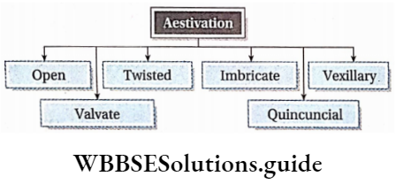 What Is Aestivation ? Describe Various Types Of Aestivation - WBBSE ...