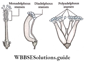 What Is Aestivation ? Describe Various Types Of Aestivation - WBBSE ...