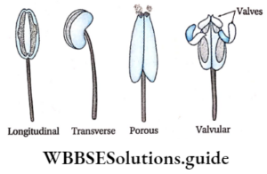 What Is Aestivation ? Describe Various Types Of Aestivation - WBBSE ...
