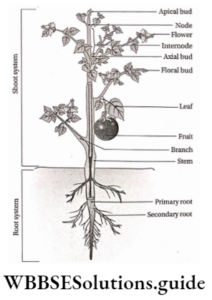 Morphology Of Flowering Plants Notes - WBBSE Solutions