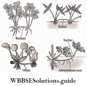 Plant Stem - Structure and Functions Notes - WBBSE Solutions