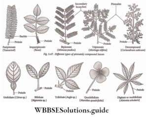 Morphology Of Flowering Plants Notes - WBBSE Solutions