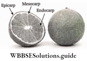 Morphology Of Flowering Plants Notes - WBBSE Solutions