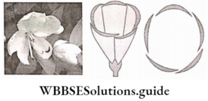 What Is Aestivation ? Describe Various Types Of Aestivation - WBBSE ...