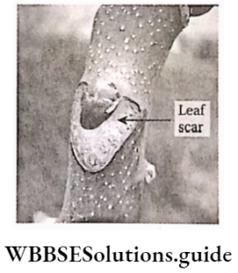 Morphology of Leaf - Structure, Types, Parts & Modifications - WBBSE ...