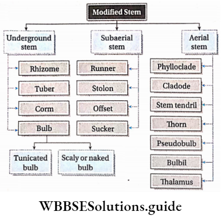Plant Stem - Structure and Functions Notes - WBBSE Solutions