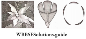 What Is Aestivation ? Describe Various Types Of Aestivation - WBBSE ...