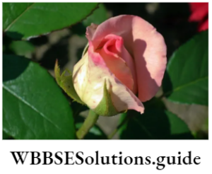 What Is Aestivation ? Describe Various Types Of Aestivation - WBBSE ...