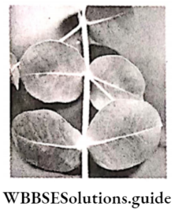 Morphology of Leaf - Structure, Types, Parts & Modifications - WBBSE ...