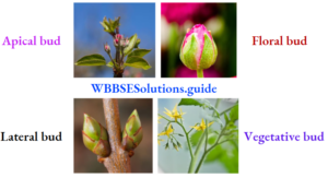 Bud - About, Types, Example Notes - WBBSE Solutions