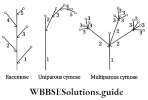 Plant Stem - Structure and Functions Notes - WBBSE Solutions