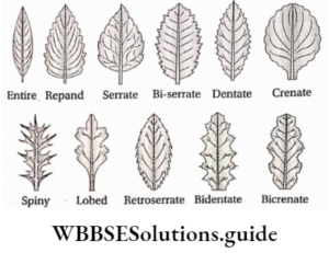 Morphology of Leaf - Structure, Types, Parts & Modifications - WBBSE ...