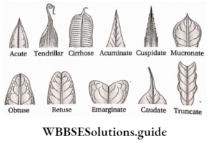 Morphology of Leaf - Structure, Types, Parts & Modifications - WBBSE ...